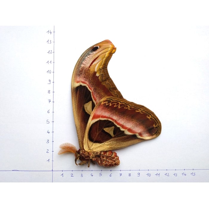 Attacus atlas ABERRATION – Male – Time to Breed